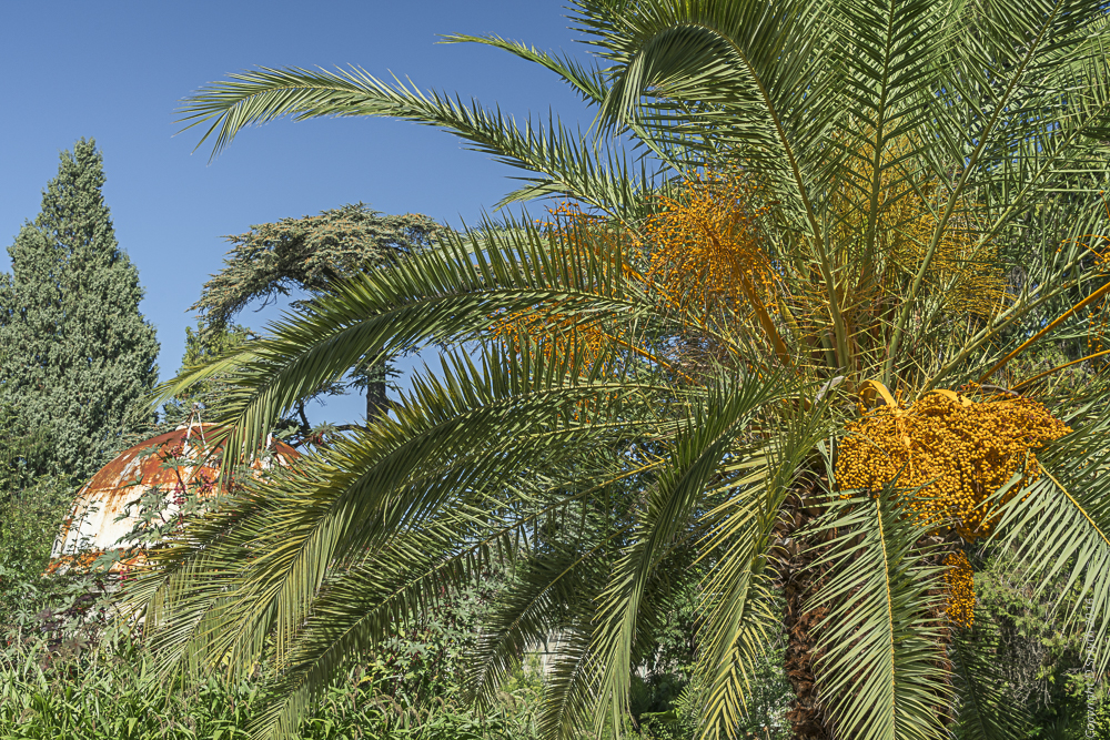 Fiery Fruit – Travel with Intent