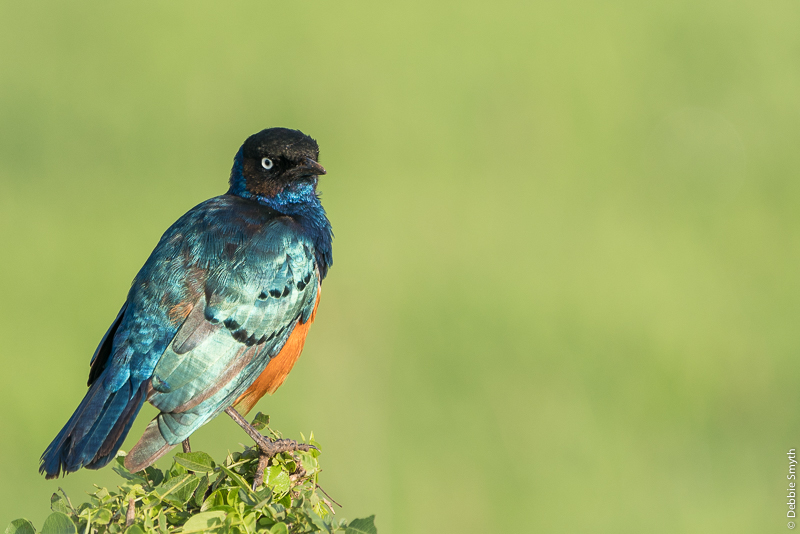 Superb – Travel with Intent