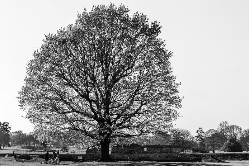 Stately tree – Travel with Intent
