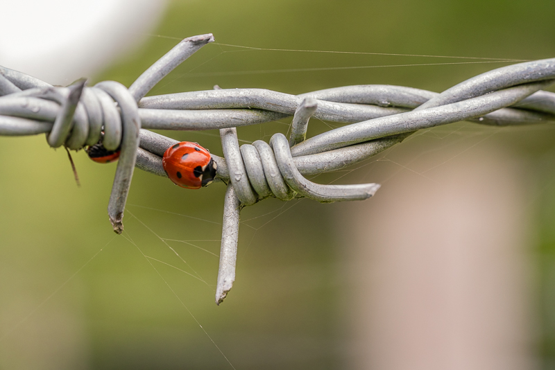 Are you living on barbed wire? – Travel with Intent