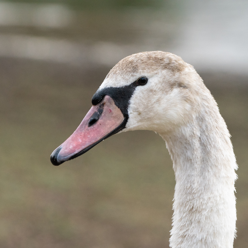 Cheeky youngsters – Travel with Intent