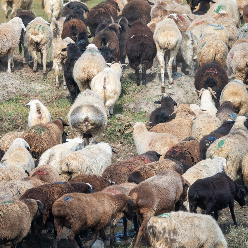 Is that a fat-bottomed sheep? – Travel with Intent