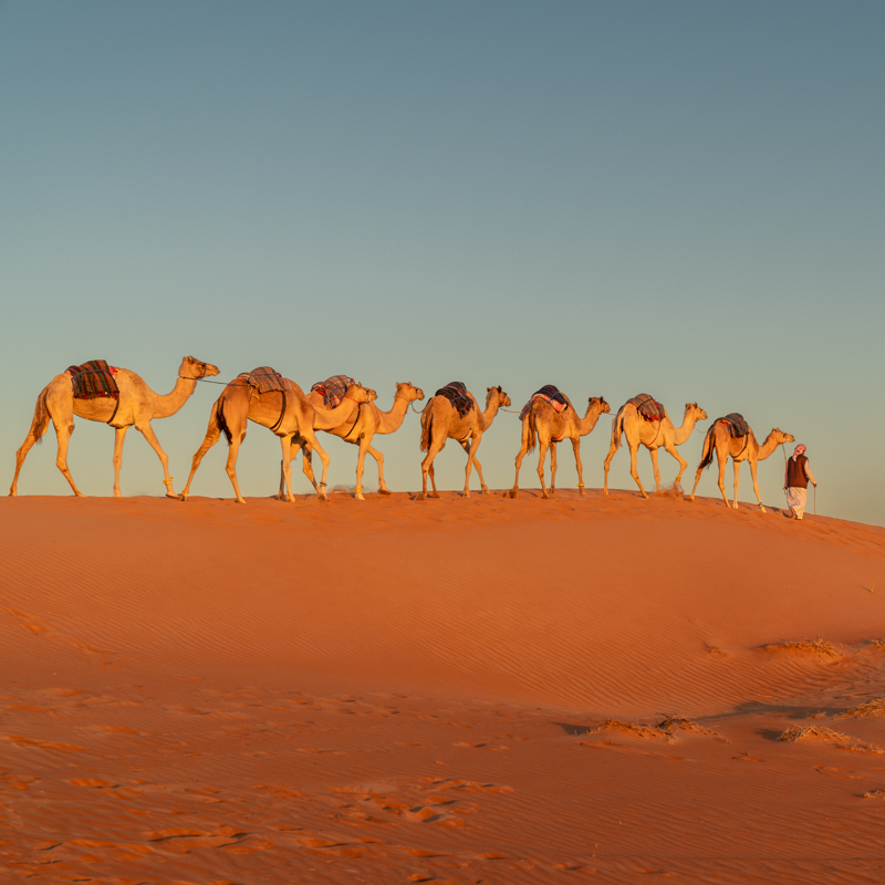 Seven camels – Travel with Intent