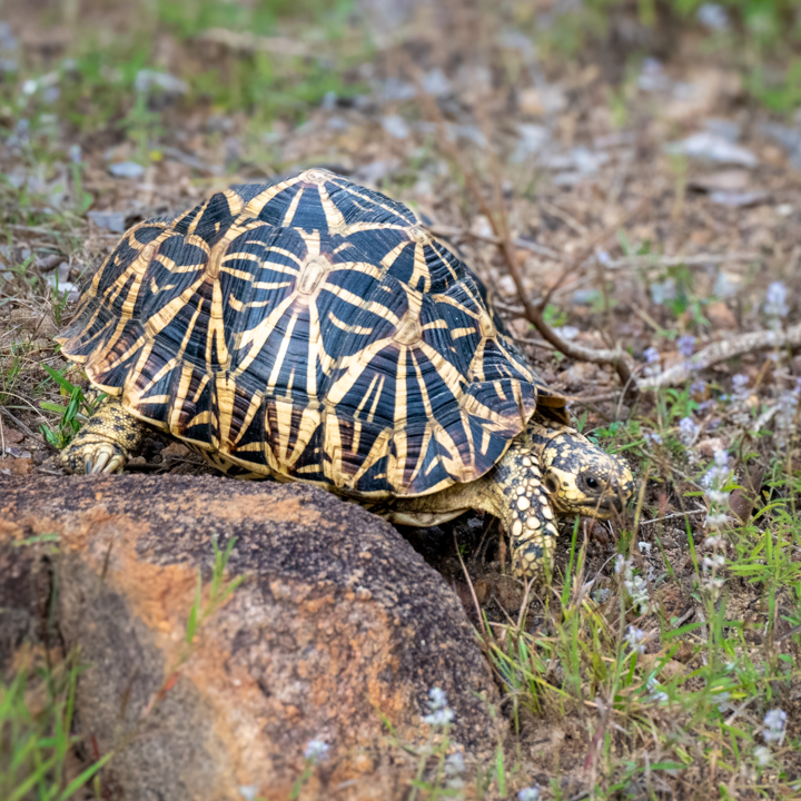 Lines – Travel with Intent